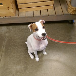 SIMPLY SOUTHERN PUPS - Updated February 2025 - 1557 Halfacre Rd ...