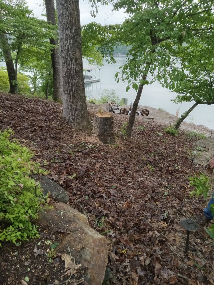 DOUGLAS TREE - Updated July 2024 - Seneca, South Carolina - Tree ...