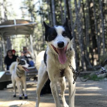 ALASKA SLED DOGS & MUSHER’S CAMP - Updated December 2025 - 159 Photos ...