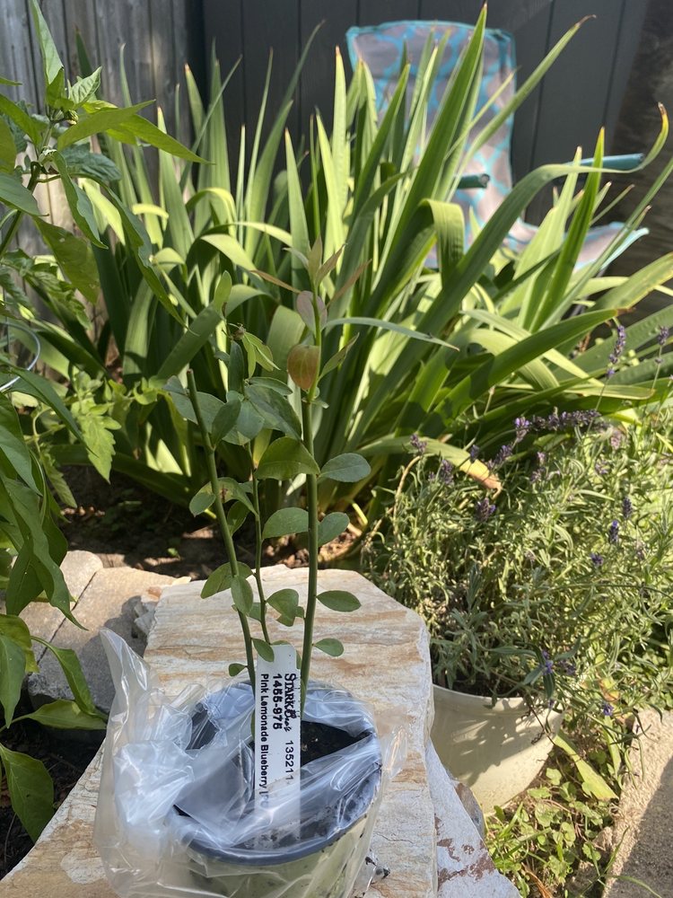 STARK BRO’S - Updated September 2025 - 34 Photos & 129 Reviews - 11523 ...