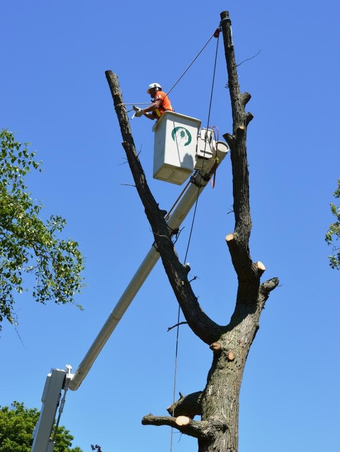 GUARDIAN TREE SYSTEMS - Updated December 2025 - 1701 Michigan Line ...