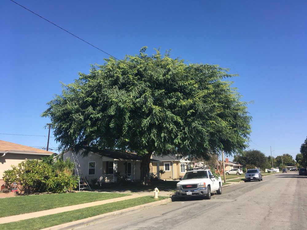 LB HOLISTIC TREE - Updated October 2025 - 142 Photos & 45 Reviews - 548 ...