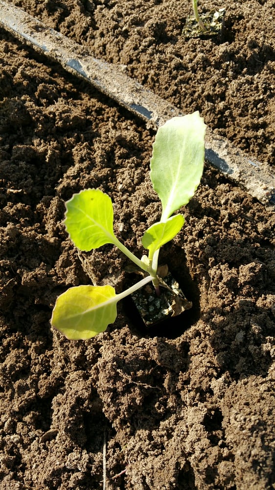 THE INCREDIBLE EDIBLE FARM - Updated December 2025 - 16 Photos - The ...