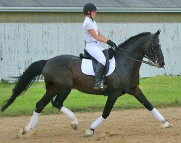 ELITE STABLES - Updated January 2025 - 8782 Kinsman Rd, Novelty, Ohio ...