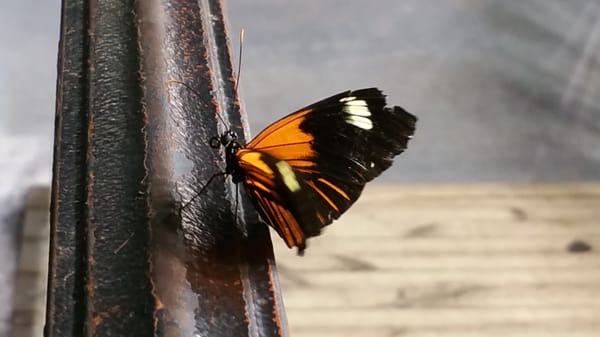 AUDUBON BUTTERFLY GARDEN AND INSECTARIUM - Updated July 2025 - 959 ...