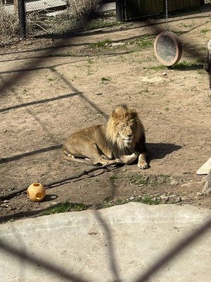 LITTLE ROCK ZOO - Updated June 2025 - 165 Photos & 71 Reviews - 1 Zoo ...