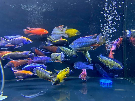 LAS VEGAS EXOTIC FISH - Updated December 2024 - 46 Photos & 14 Reviews ...