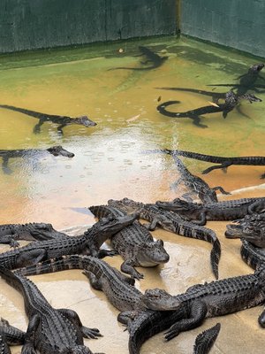EVERGLADES ALLIGATOR FARM - Updated October 2025 - 945 Photos & 326 ...