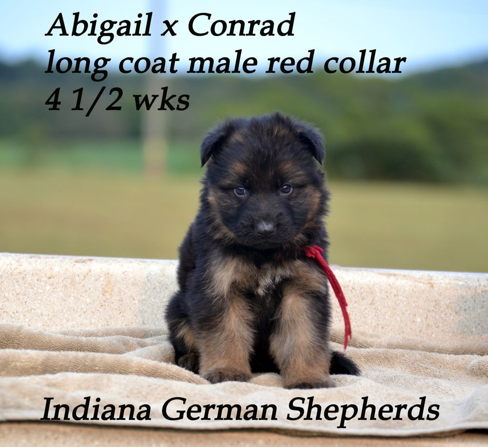 INDIANA GERMAN SHEPHERDS - Updated May 2026 - Request Information - 24 ...