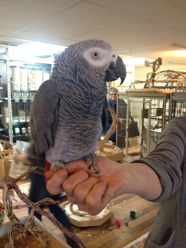 APOLLOS BIRD STORE - Updated October 2025 - 21 Reviews - Arlington ...