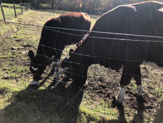 HURST FARM COUNTRY STORE - 10 Photos - 746 East St, Andover ...