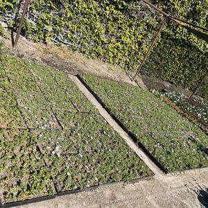 BAMBOO NURSERY & GARDEN SUPPLIES - 11 Photos - 15600 S Atlantic Ave ...