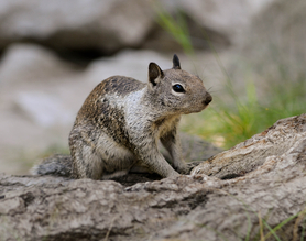 EXPEST EXTERMINATING PEST CONTROL - Updated October 2024 - 1720 Epps ...