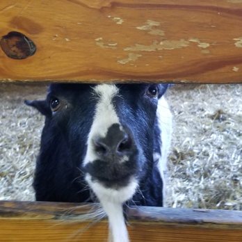 RANDALL OAKS ZOO - Updated March 2025 - 152 Photos & 38 Reviews - 1180 ...