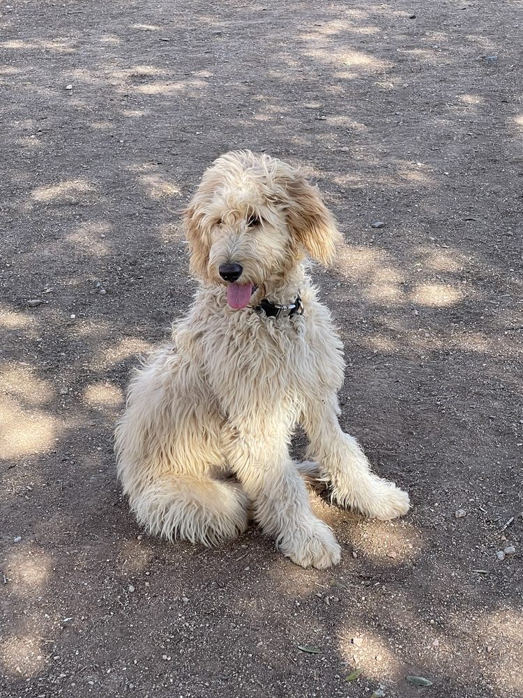 HORIZON DOG PARK - Updated January 2025 - 28 Photos & 45 Reviews (3.2 ...