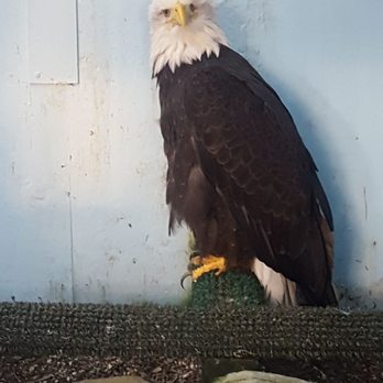 JUNEAU RAPTOR CENTER - Updated September 2025 - 2 Marine Way, Juneau ...