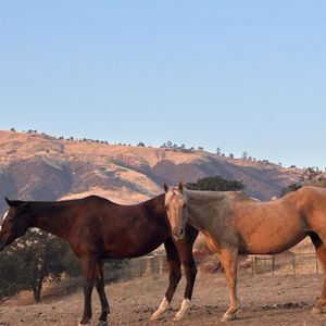 PAICINES RANCH - Updated July 2025 - 102 Photos & 21 Reviews - 13388 ...