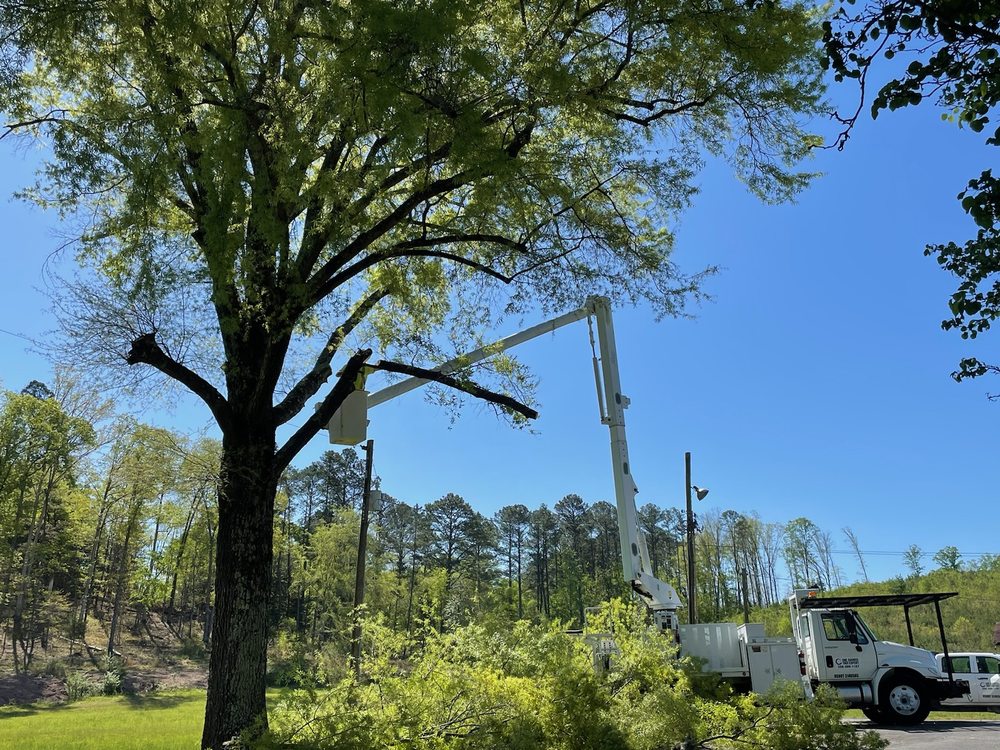 ONE SOURCE TREE EXPERT - Updated August 2025 - 15 Photos - 50 Country ...