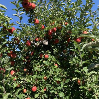 BERLIN ORCHARDS - Updated December 2025 - 98 Photos & 40 Reviews - Rt ...