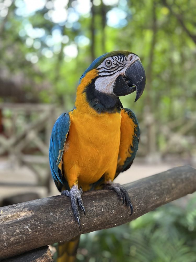 SELVATICA - Updated July 2024 - 183 Photos & 128 Reviews - Ruta de los ...
