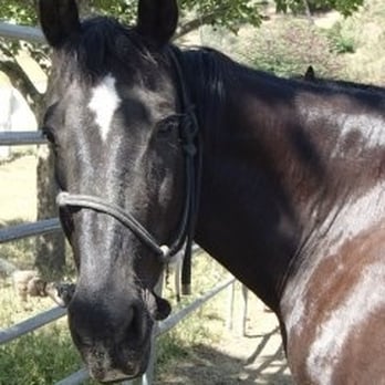 R-WILD HORSE RANCH - Updated August 2025 - 79 Photos & 24 Reviews ...