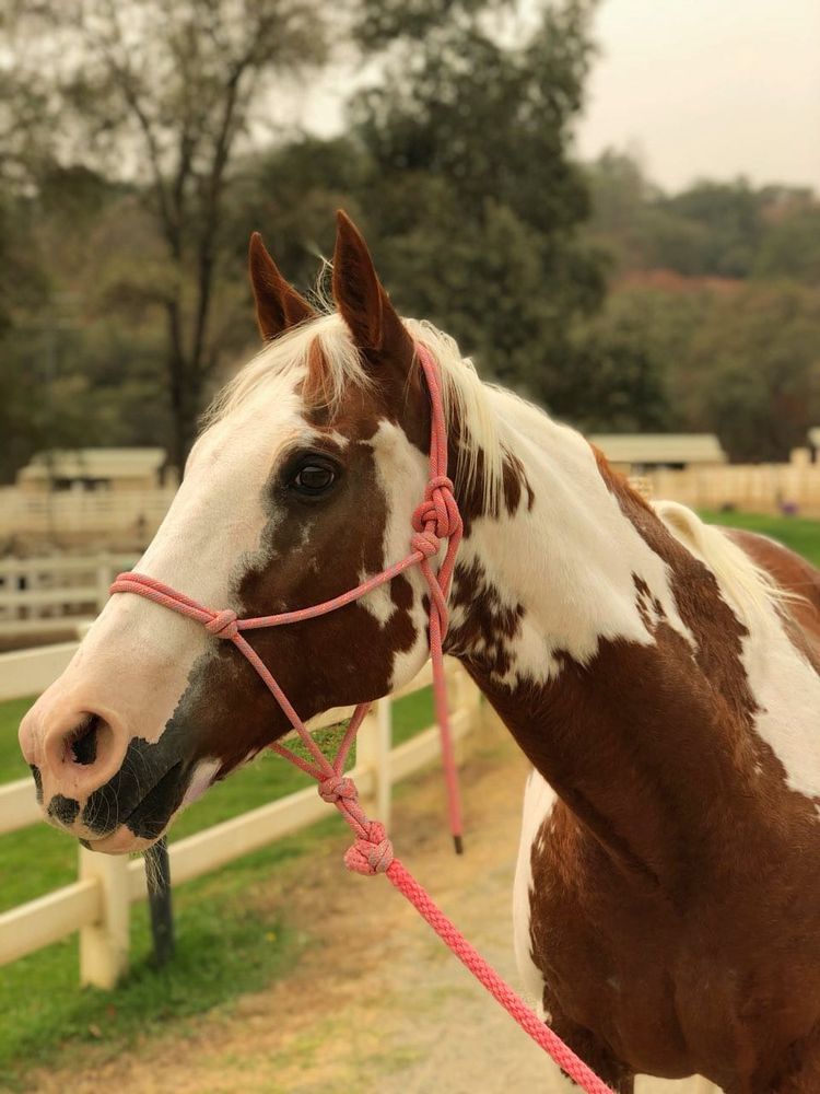 LAZY K RANCH - Updated December 2025 - 8314 S Santa Fe Ave, Chowchilla ...