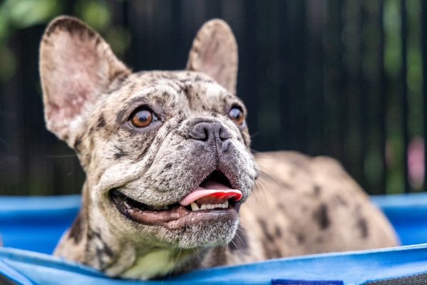BELLA DOUGLAS FRENCHIE - Updated April 2024 - Hollywood, Florida - Pet ...