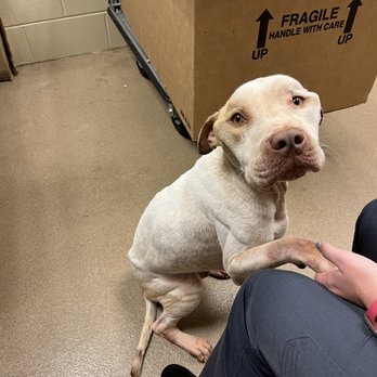 ANDERSON COUNTY PAWS - Updated December 2025 - 15 Photos & 15 Reviews ...