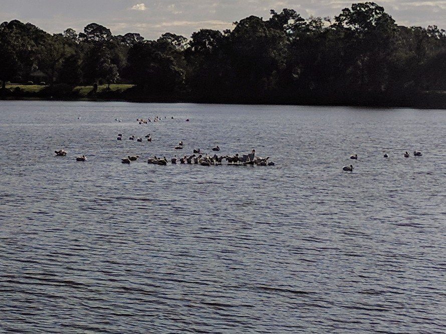 UNIVERSITY LAKE - Updated July 2025 - 11 Photos - W Lakeshore Dr, Baton ...