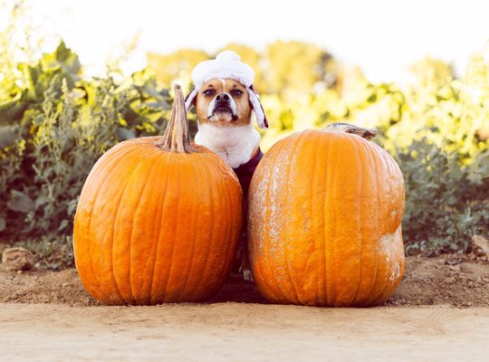 DAVE’S PUMPKIN PATCH @ VIERRA FARMS - 307 Photos & 264 Reviews - 3010 ...