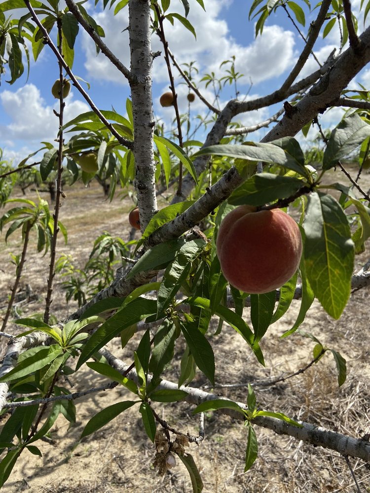 RIDGE ISLAND GROVES - 147 Photos & 25 Reviews - 6000 Polk City Rd ...