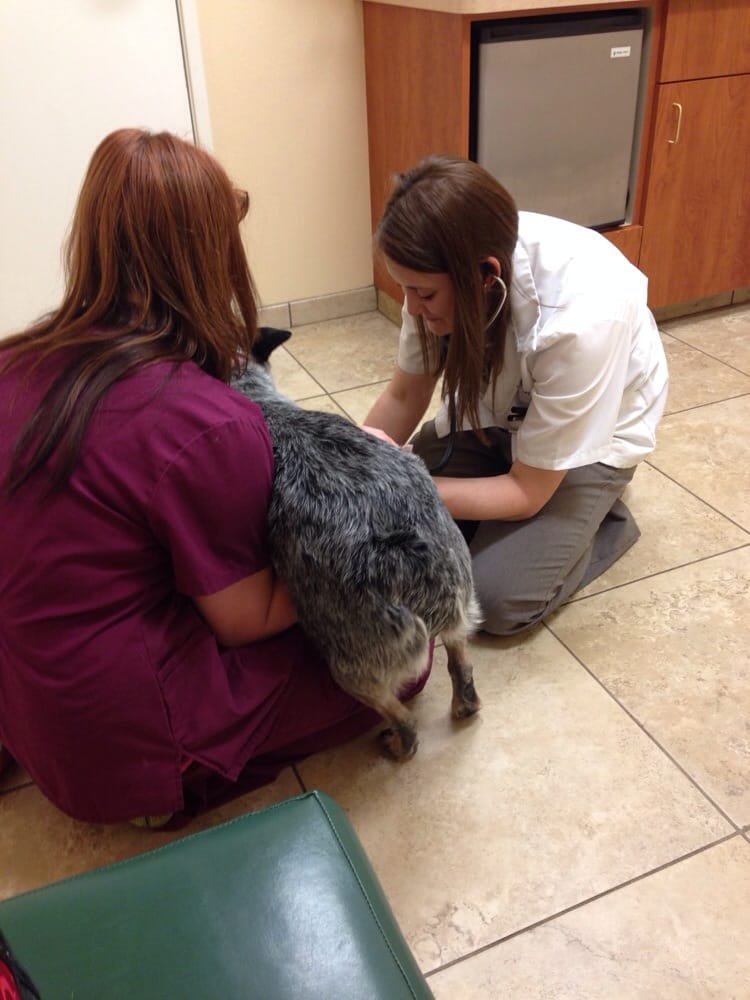 PYRAMID VETERINARY HOSPITAL - Updated January 2026 - 63 Photos & 132 ...