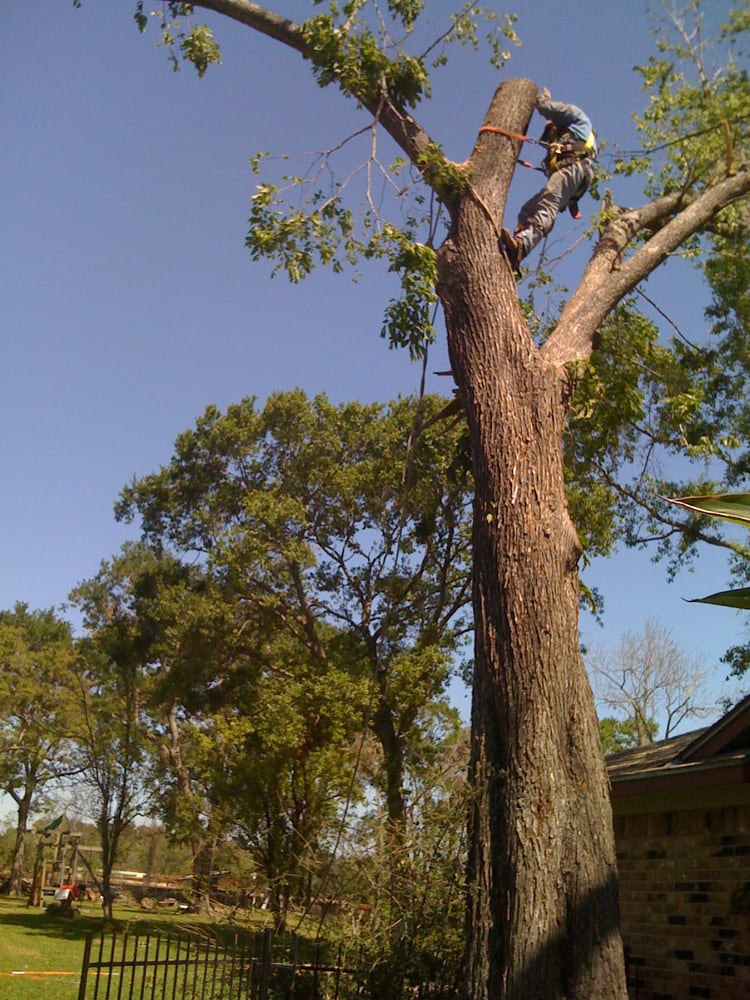 TAFOYA’S TREE SERVICE - Updated October 2025 - 40 Photos - Houston ...