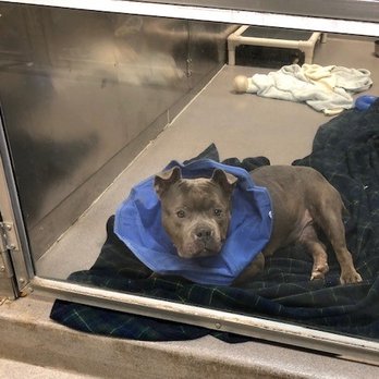 MARYLAND SPCA - Updated December 2025 - 37 Photos & 38 Reviews - 3300 ...