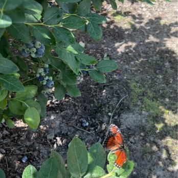 LYNA BERRY FARM - Updated December 2025 - 47 Photos - 11920 Neal Rd ...