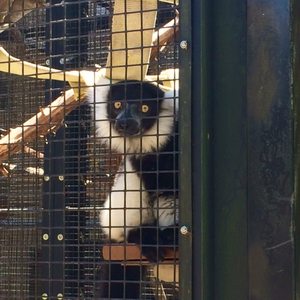 DUKE UNIVERSITY LEMUR CENTER - 169 Photos & 69 Reviews - 3705 Erwin Rd ...