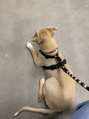 FRIENDS FOR LIFE ANIMAL RESCUE - 32 Photos & 40 Reviews - 952 W Melody ...