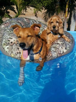 SECARD POOLS & SPAS - Updated December 2025 - 252 Photos & 150 Reviews ...