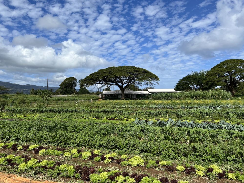 KOKUA LEARNING FARM - Updated August 2025 - 14 Photos - 66 Achiu Ln ...