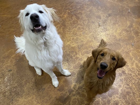 GILBERT DOGS 24/7 - Updated January 2025 - 105 Photos & 161 Reviews ...