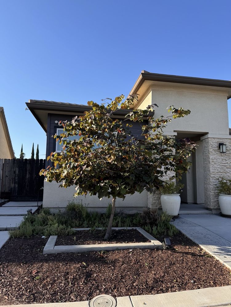 JP TREE SERVICE - Updated December 2025 - 36 Photos - Keyes, California - Tree Services - Phone ...