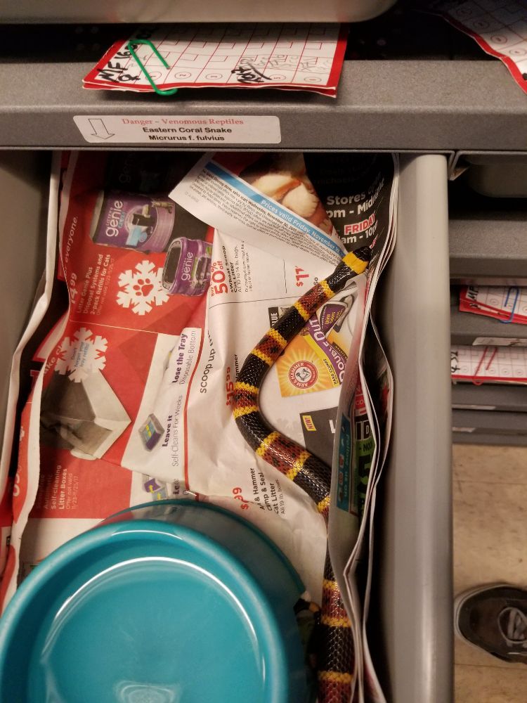 FANGS SNAKE REMOVAL - Updated January 2026 - 24 Photos - Orlando ...