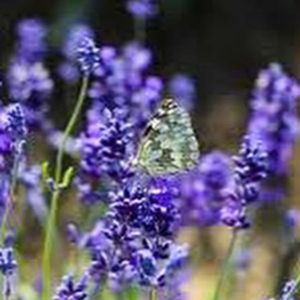 CITY OF SAN RAMON - Updated August 2025 - 43 Photos & 23 Reviews - 6200 ...