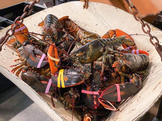 THE NEW FULTON FISH MARKET - Updated December 2024 - 112 Photos & 46 ...