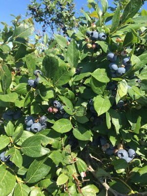 TAMMEN TREEBERRY FARM - 23 Photos & 15 Reviews - 37131 Essex Rd ...