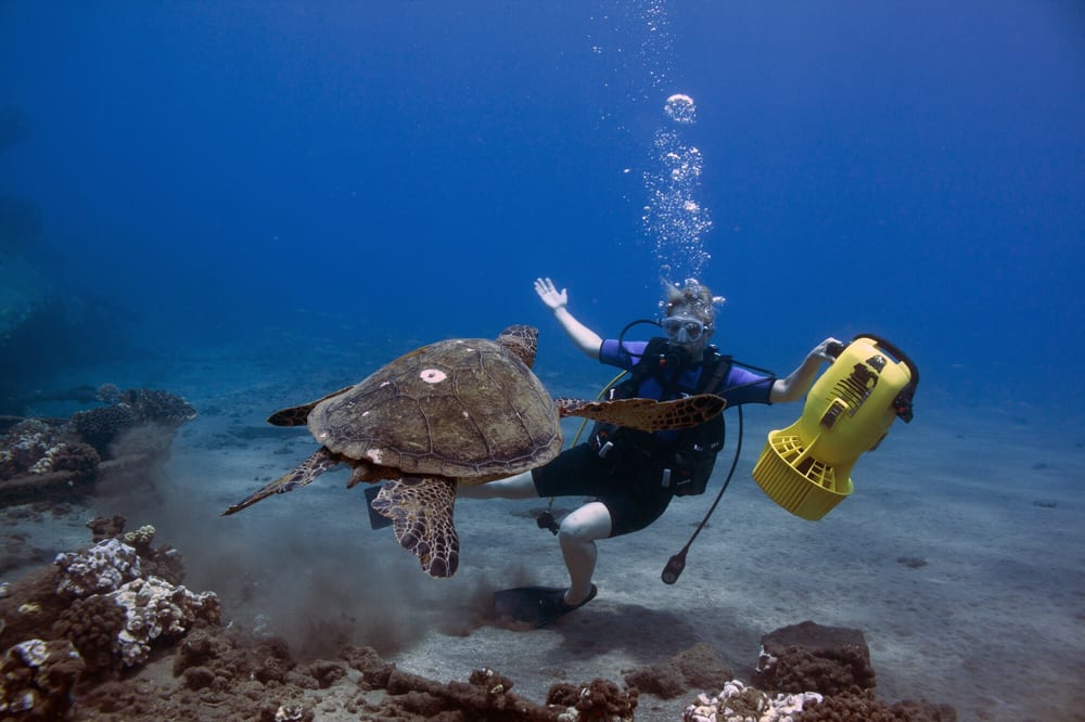 MAUI SCUBA MIKE - Updated August 2025 - 27 Photos & 41 Reviews ...
