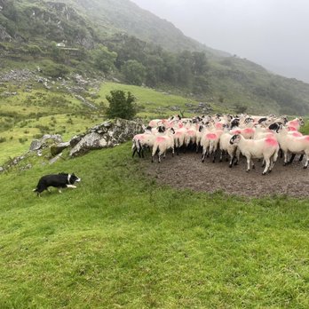 KISSANE SHEEP FARM - Updated December 2025 - 13 Photos - Molls Gap ...