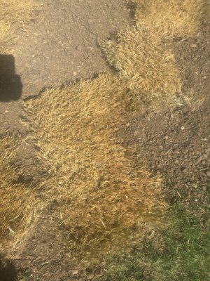 KING RANCH TURFGRASS - Updated October 2025 - 51 Photos - 4020 S Cooper ...