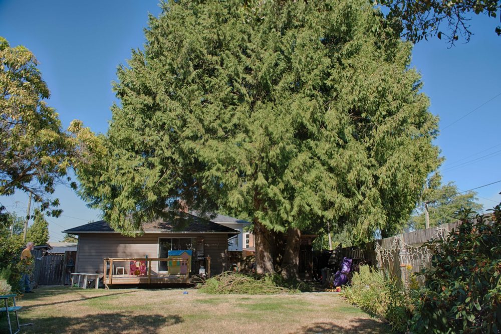 YOUR NEIGHBOURHOOD ARBORIST - Updated December 2025 - 30 Photos - Maple ...