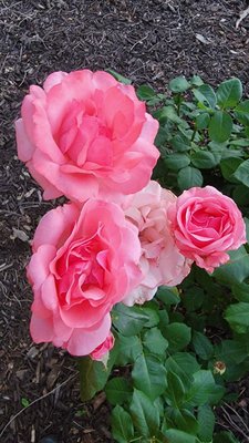 ASCENSION BORGESS HOSPITAL - Updated January 2026 - 25 Photos & 88 ...